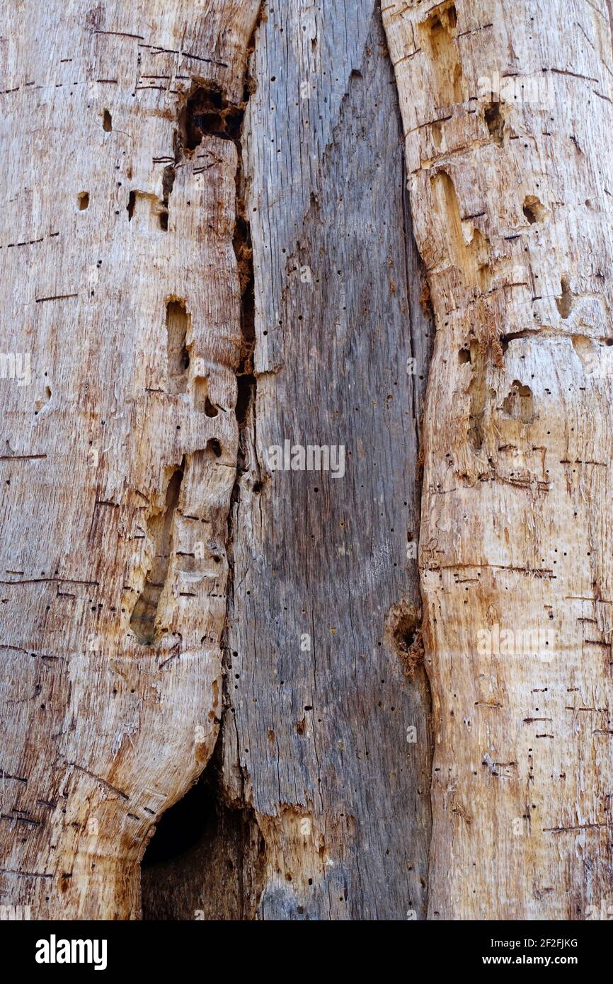 Bark beetles in a tree Stock Photo - Alamy