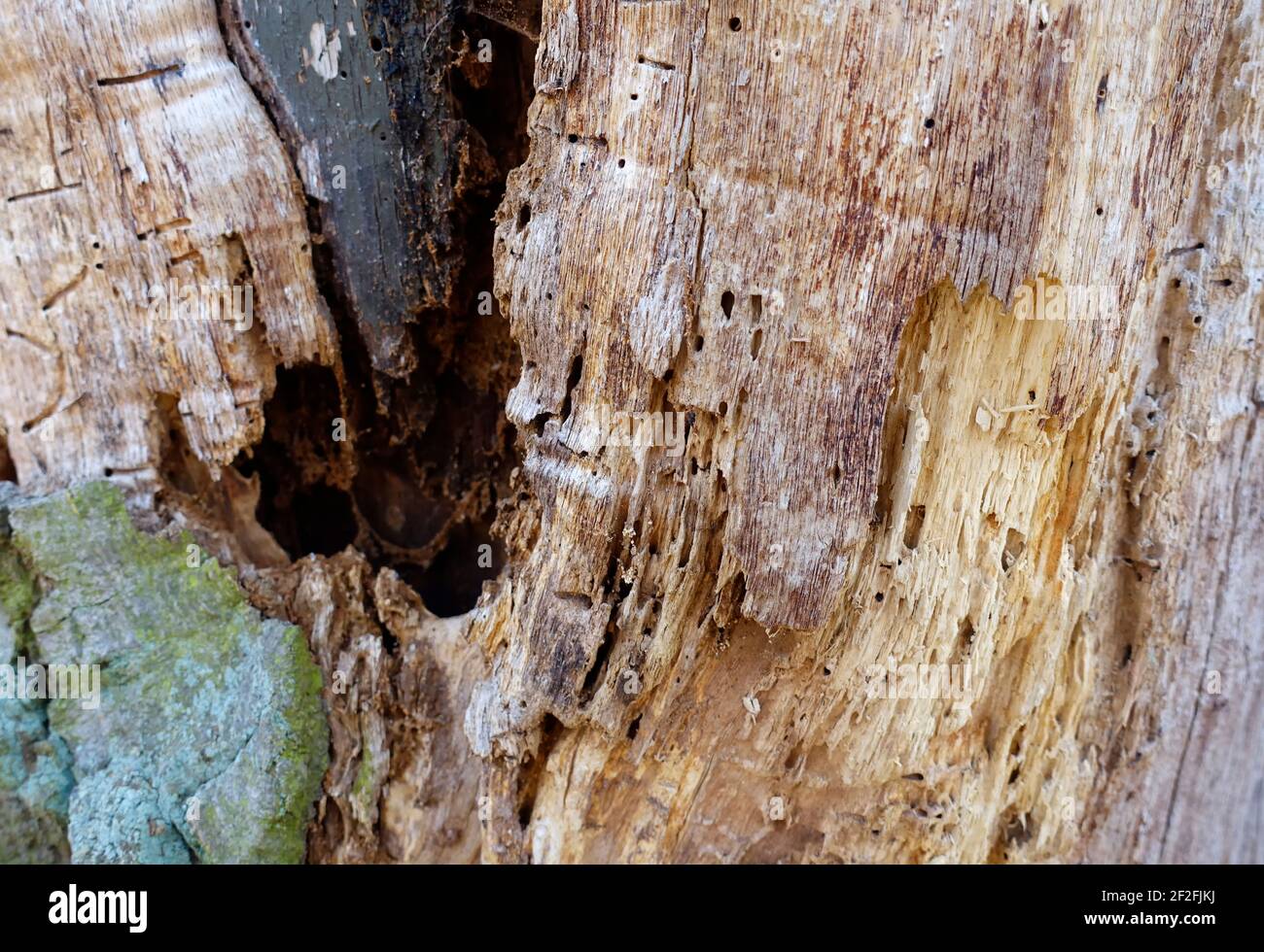 Bark beetles in a tree Stock Photo - Alamy