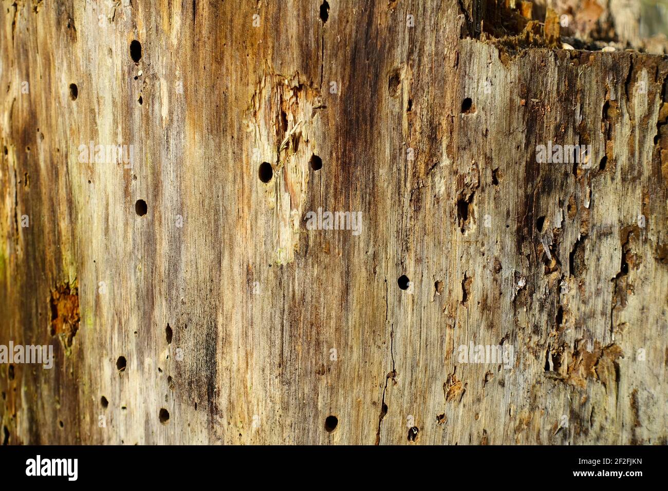 Bark beetles in a tree Stock Photo - Alamy