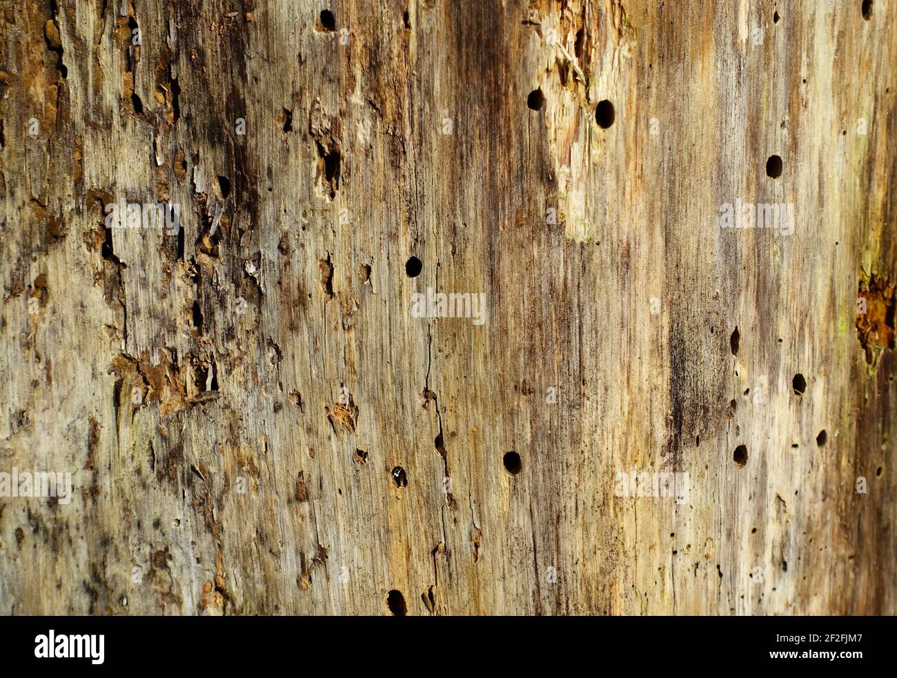 Bark beetles in a tree Stock Photo - Alamy