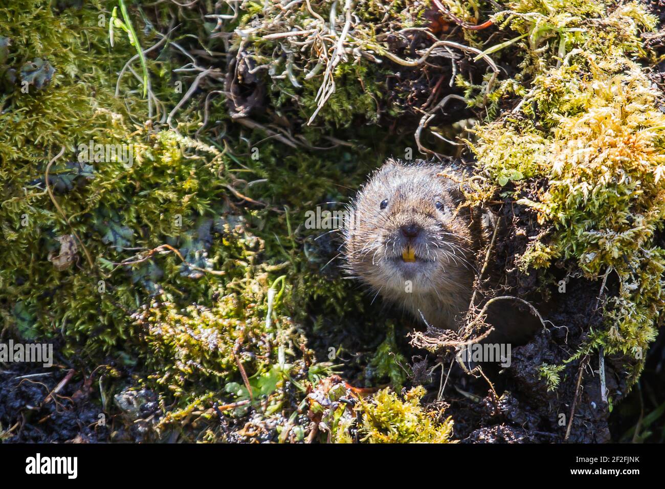 Photo of a cute little Water Vole on a river bank Stock Photo - Alamy