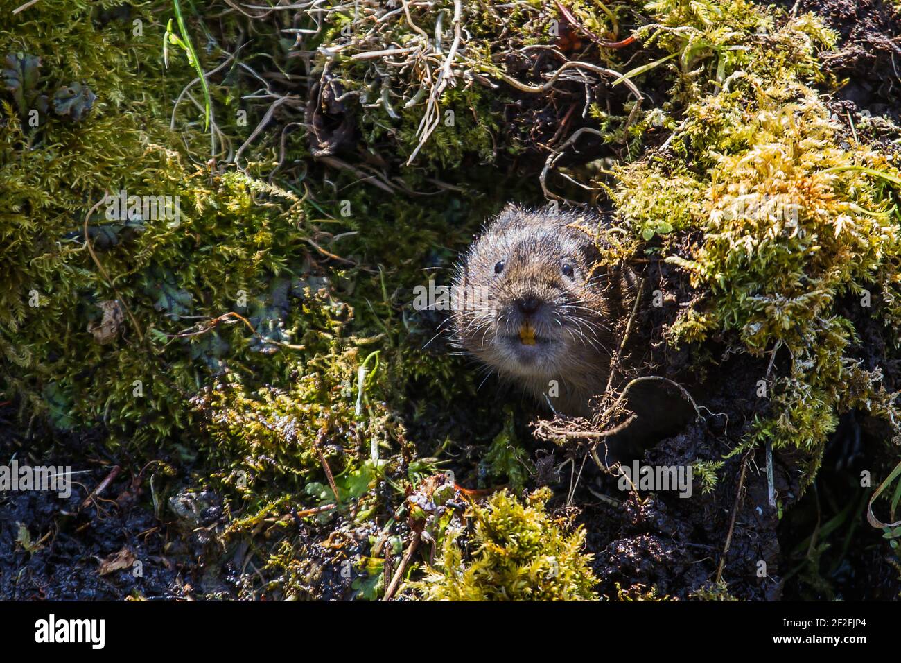 Water vole on white hi-res stock photography and images - Alamy