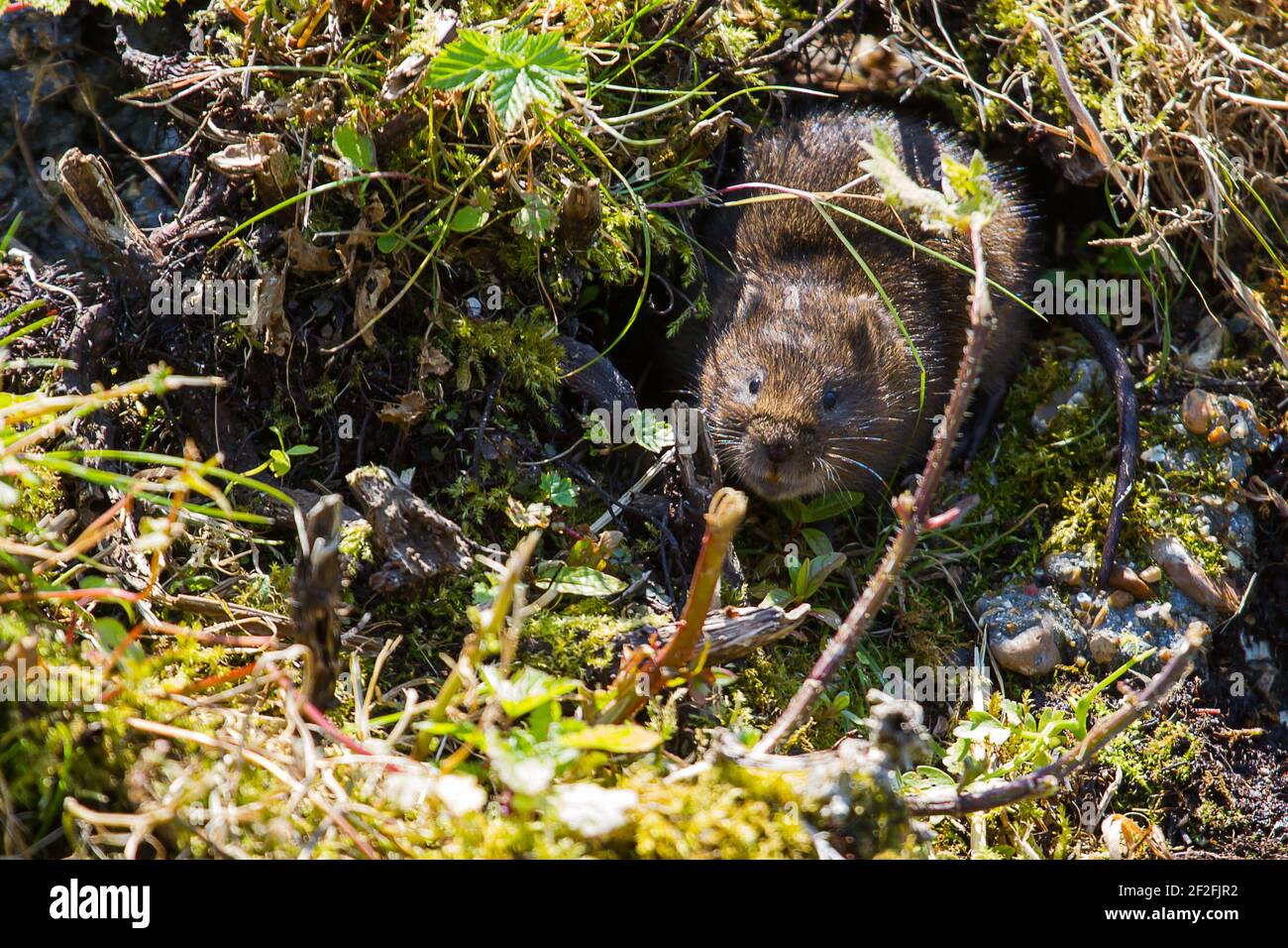 Water vole photo hi-res stock photography and images - Alamy