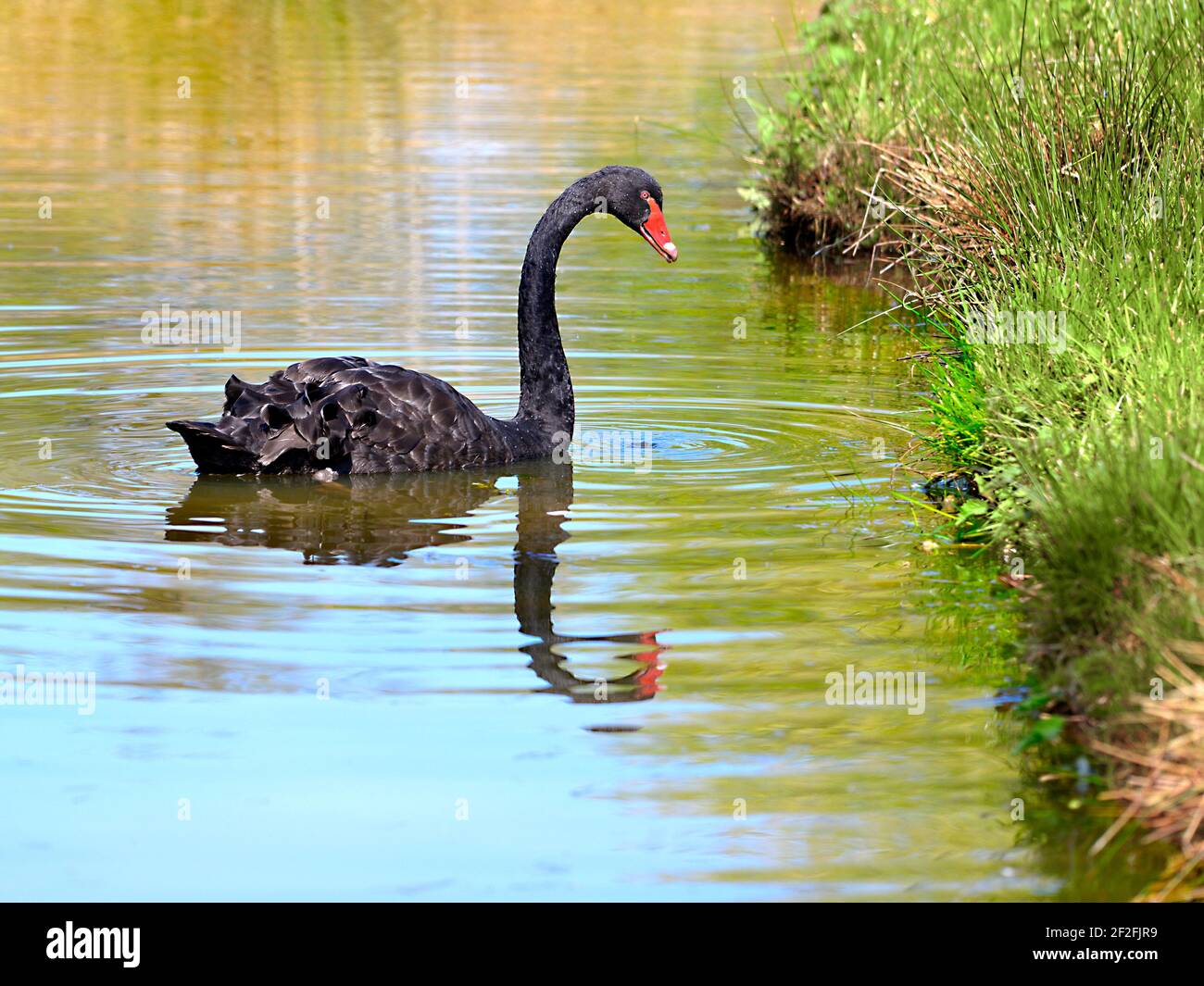 Cygnus bird hi-res stock photography and images - Alamy