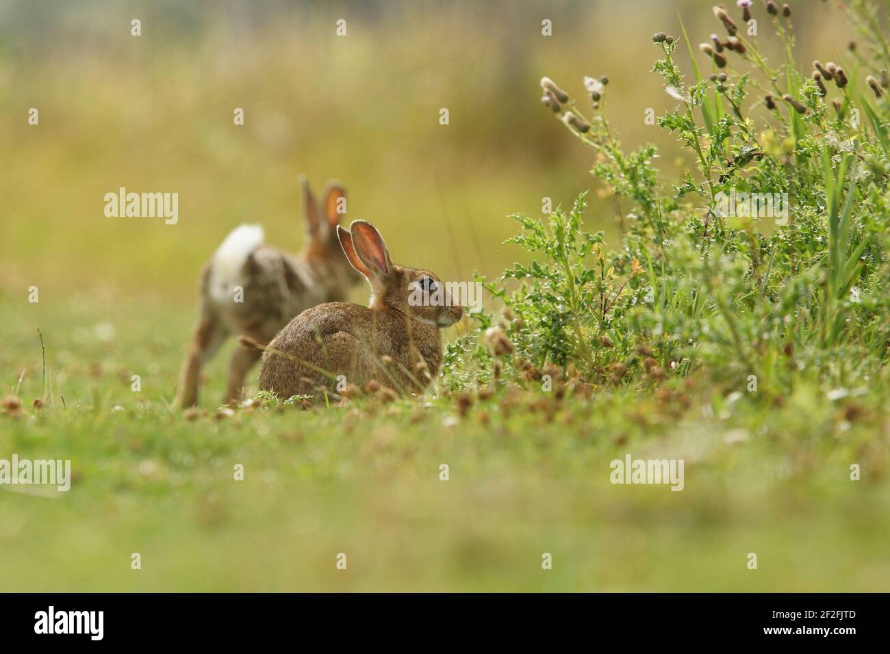 British bunny hi-res stock photography and images - Alamy