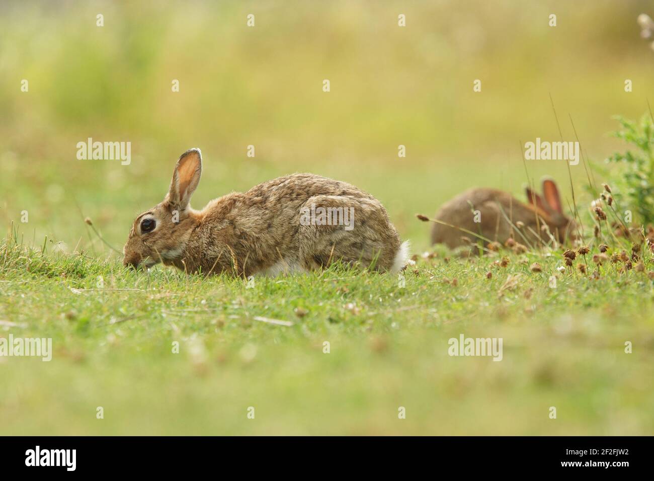 British bunny hi-res stock photography and images - Alamy