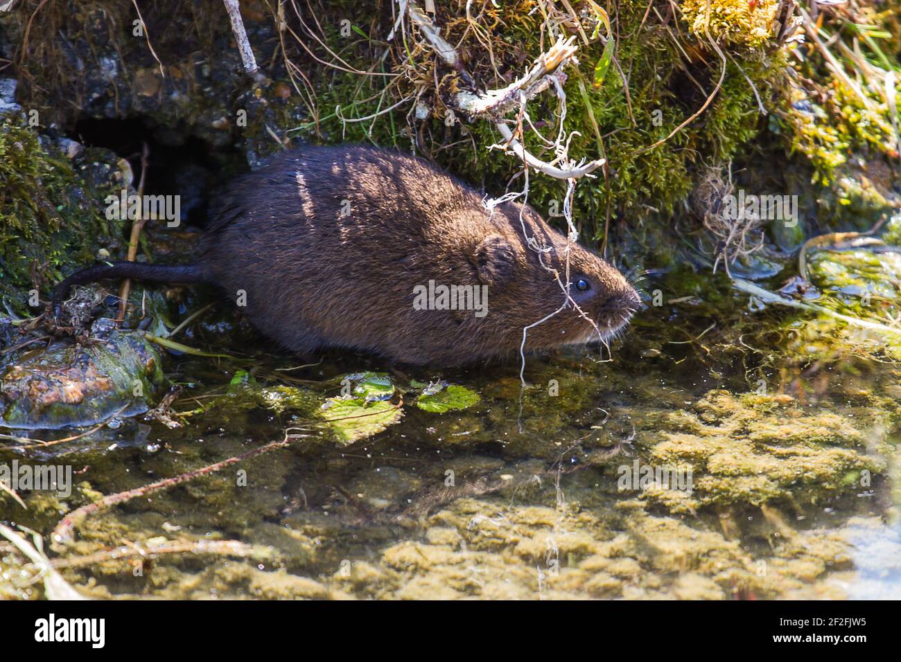 Photo of a cute little Water Vole on a river bank Stock Photo - Alamy