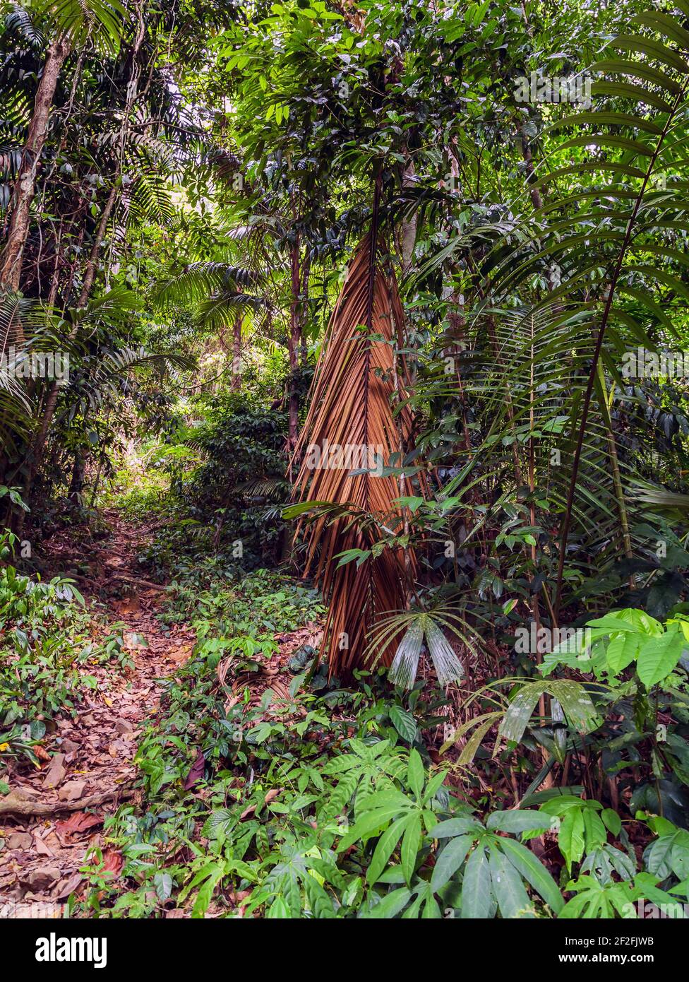 jungle forest with trees bushes and lianas, nature landscape Stock ...