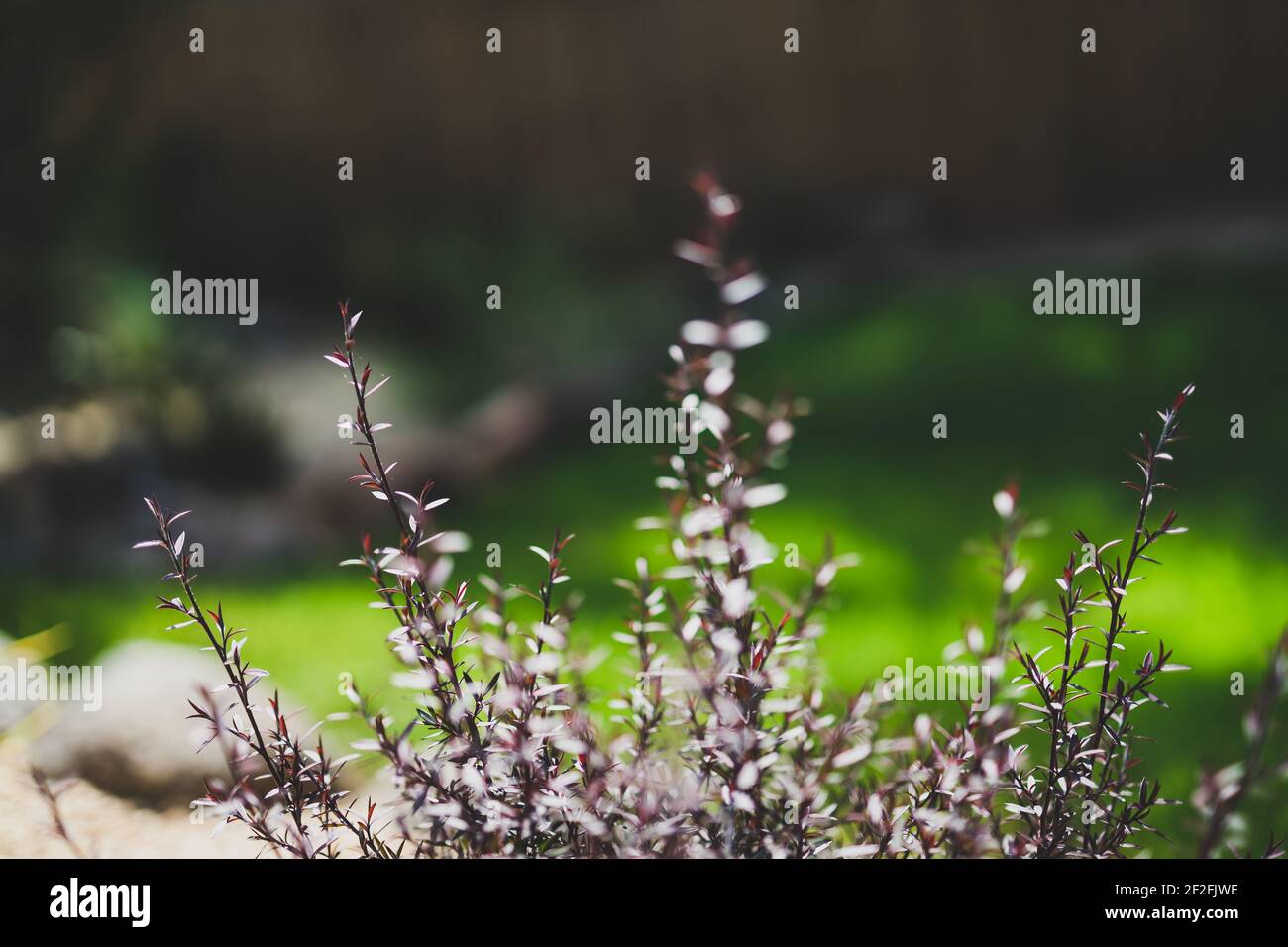 native Australian tea tree Leptospermum plant outdoor in sunny backyard ...