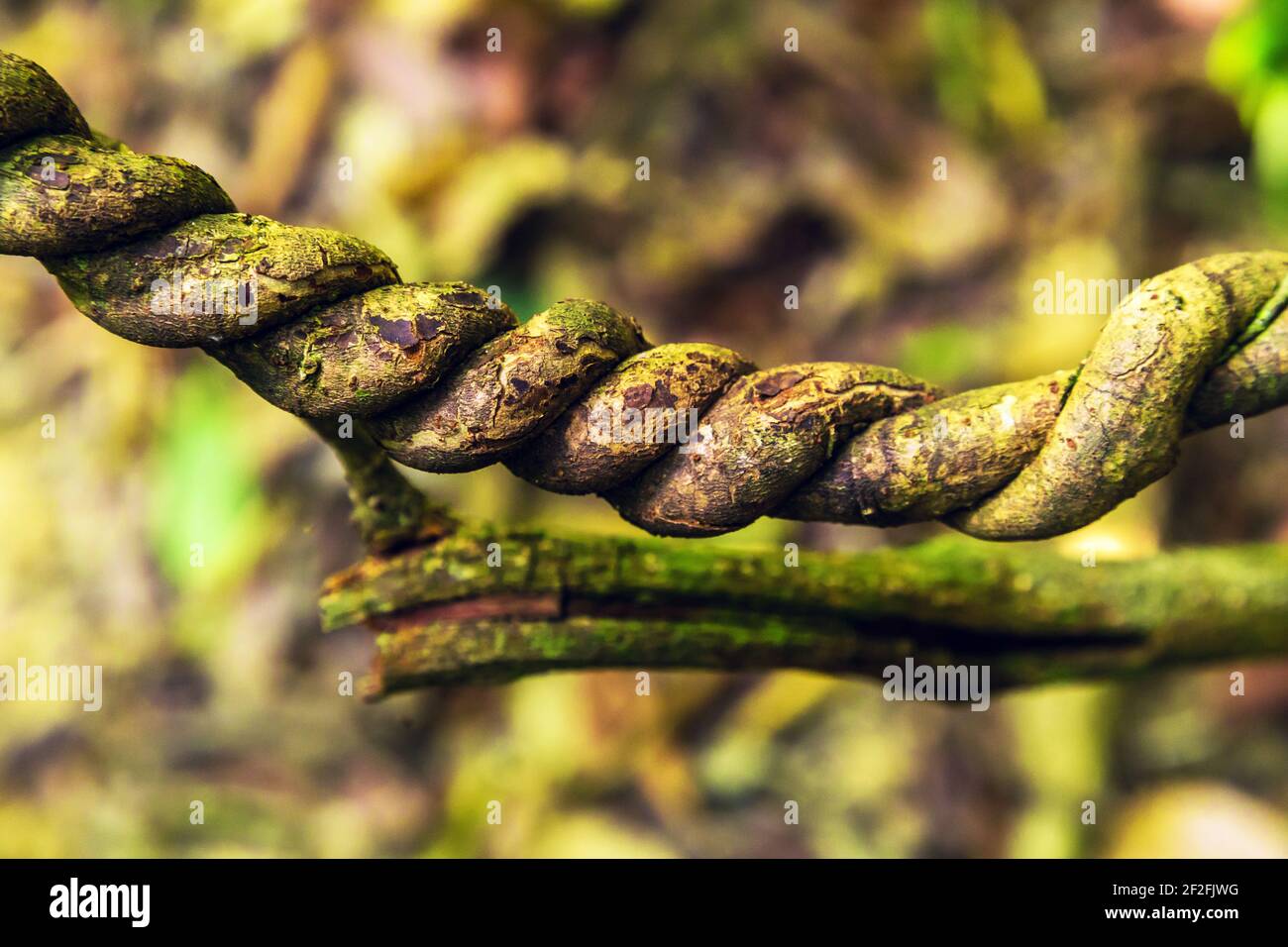 tropical rainforest lianas Jungle background Stock Photo - Alamy
