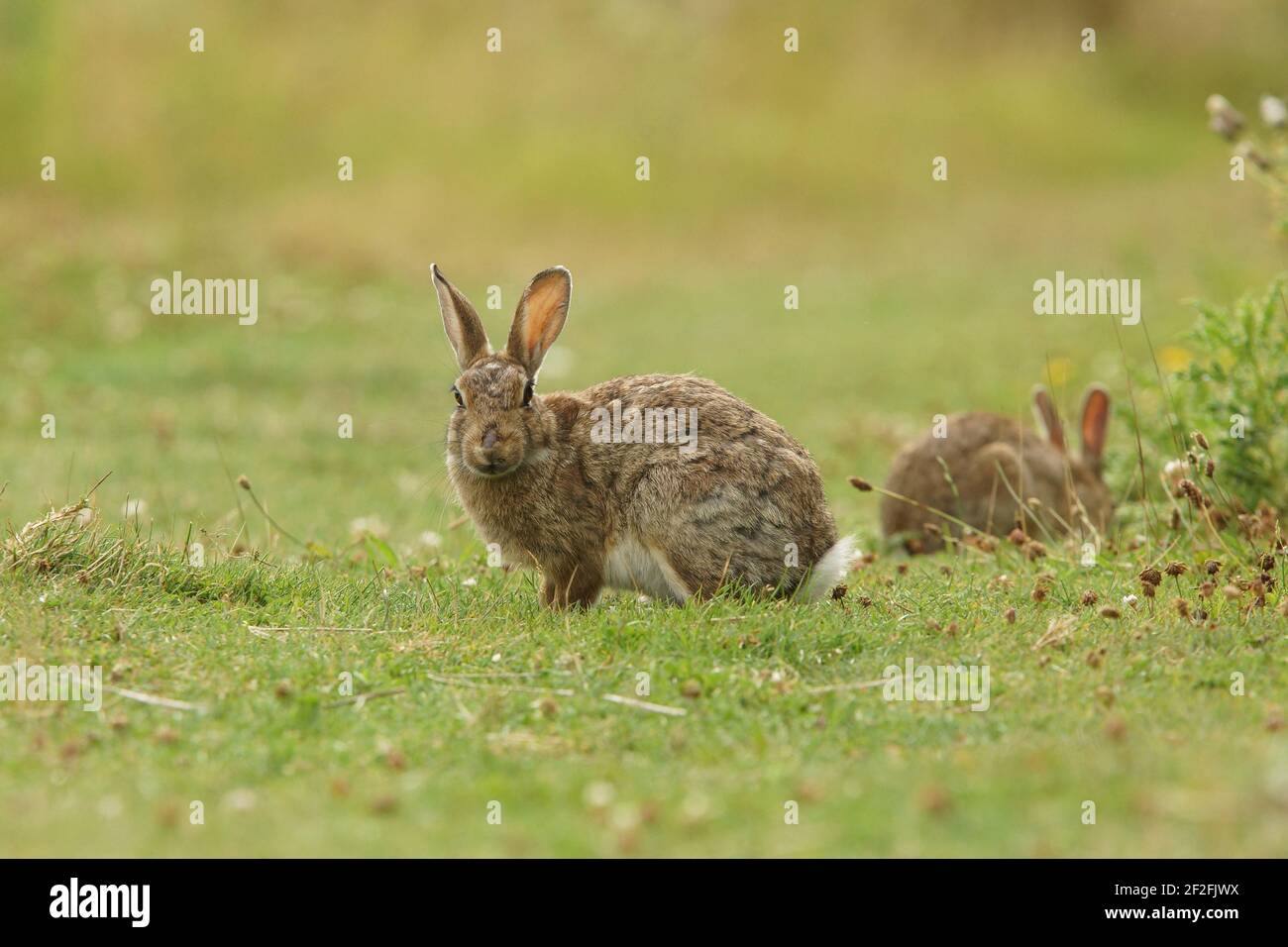 European rabbit, Common rabbit, Bunny, Oryctolagus cuniculus Stock ...