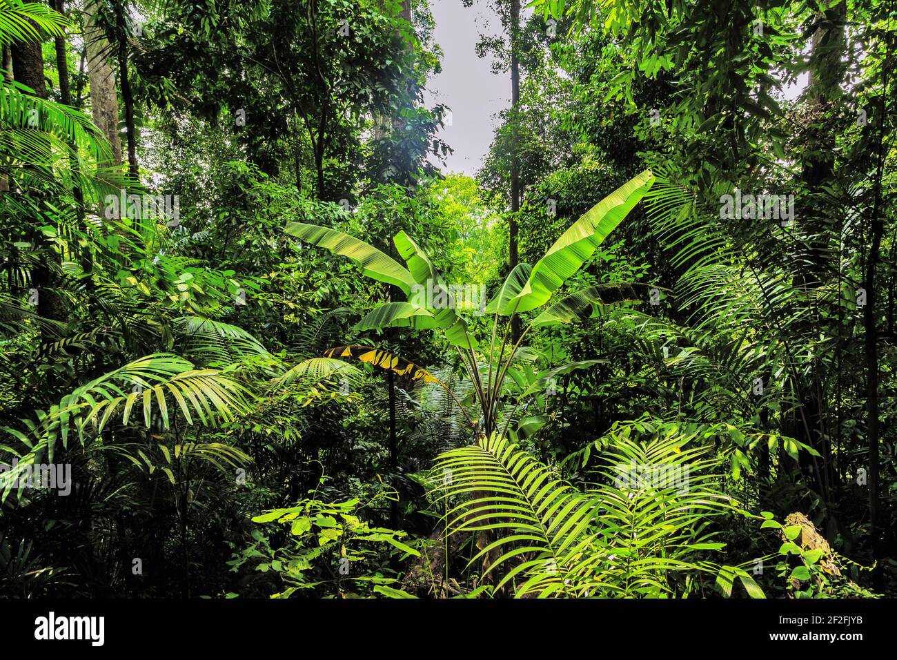 landscape of rainforest, jungle Stock Photo - Alamy