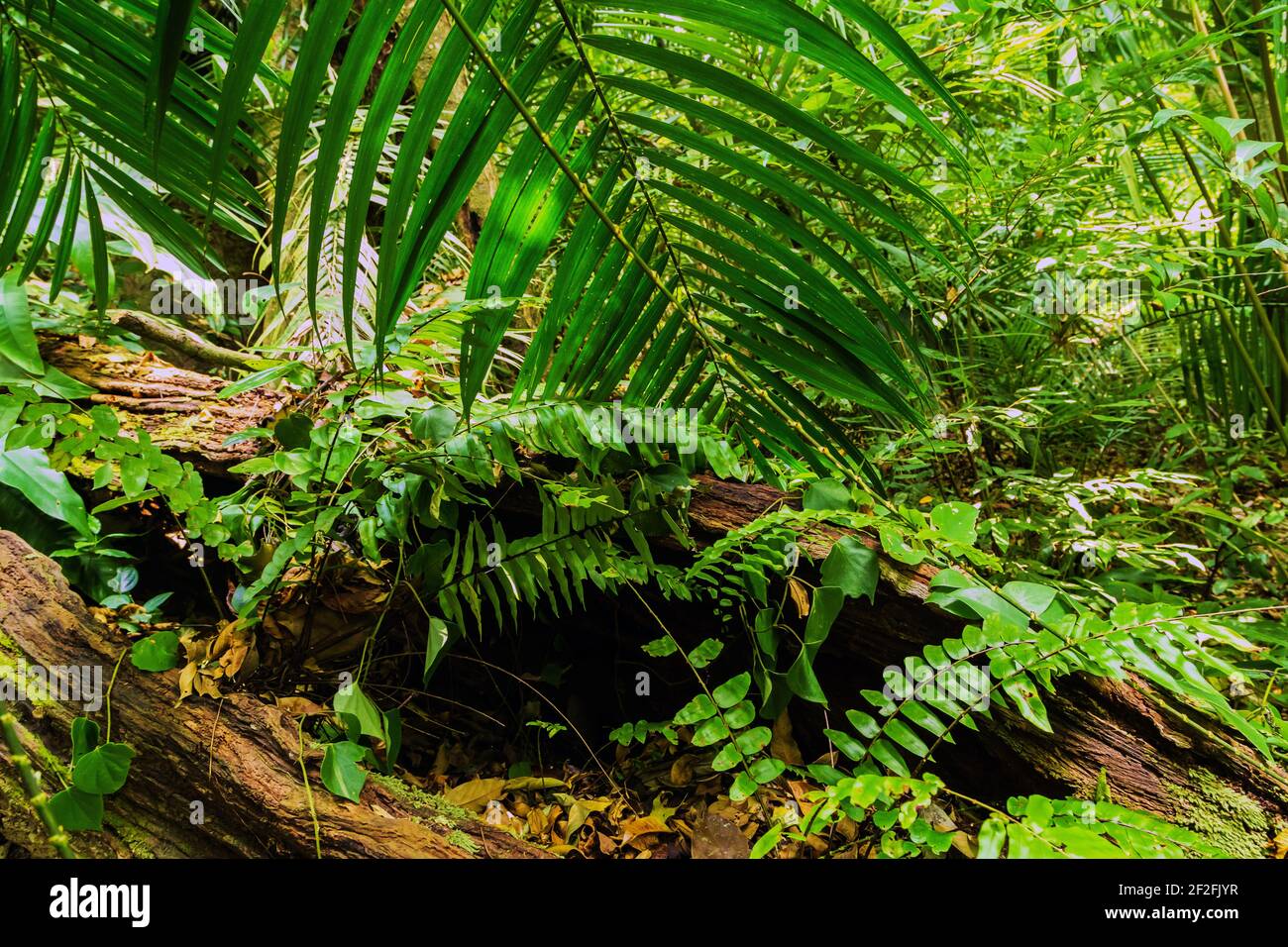 Beautiful springtime landscape background jungle with different trees ...