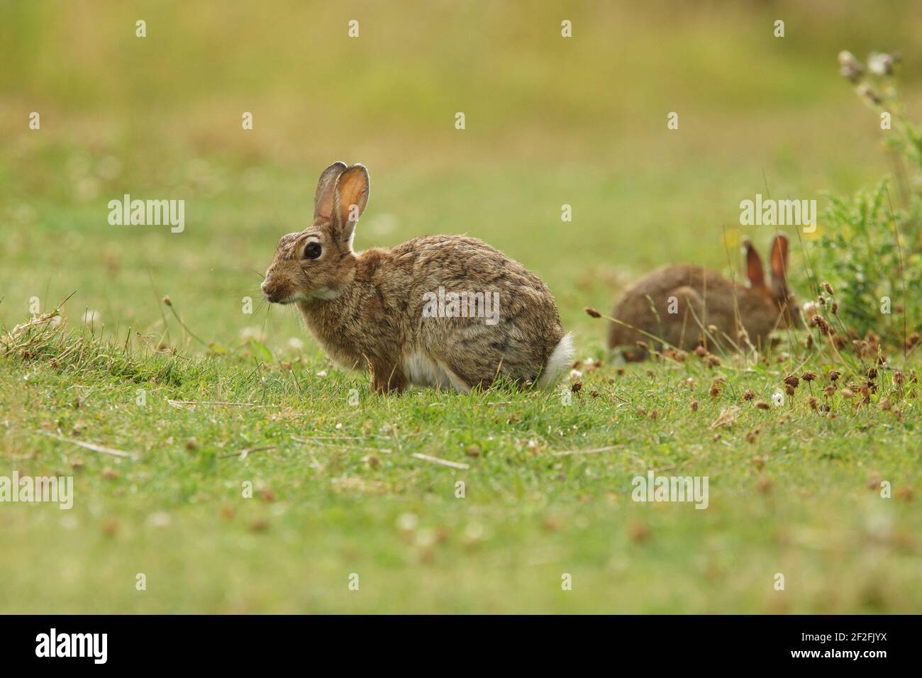 European rabbit, Common rabbit, Bunny, Oryctolagus cuniculus Stock ...
