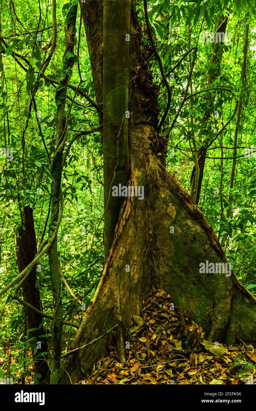 Amazon Big ceiba, kapok tree Root. tropical rainforest Jungle ...