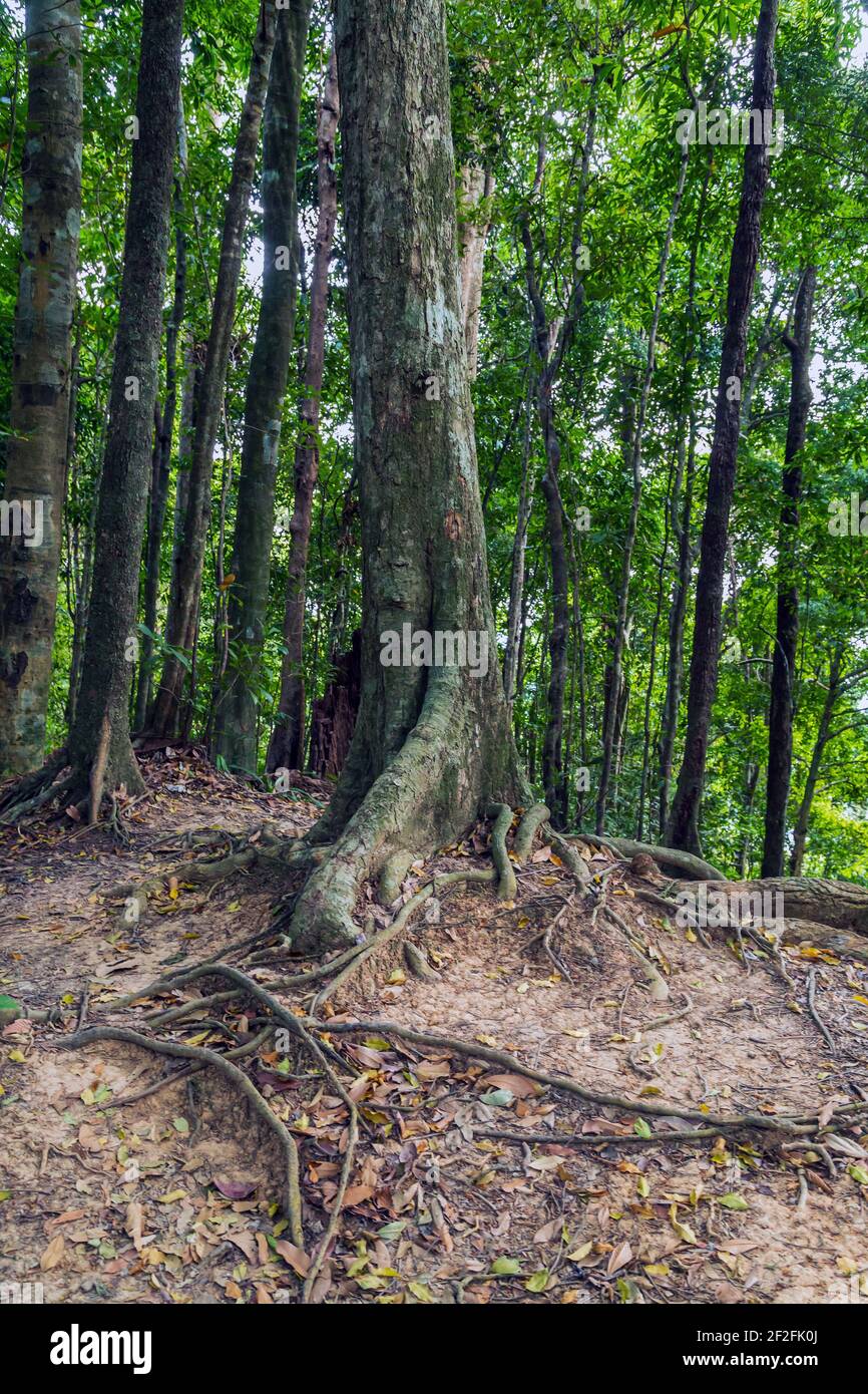 Deep tropical jungles rain forest Tree Root Systems Stock Photo - Alamy