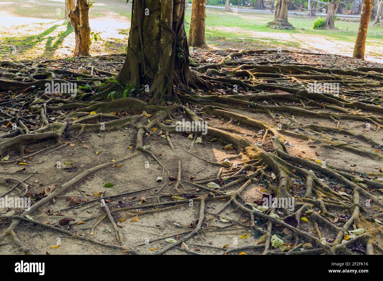 Tree Root Systems abstract travel background Tropical Rain Forest Stock ...