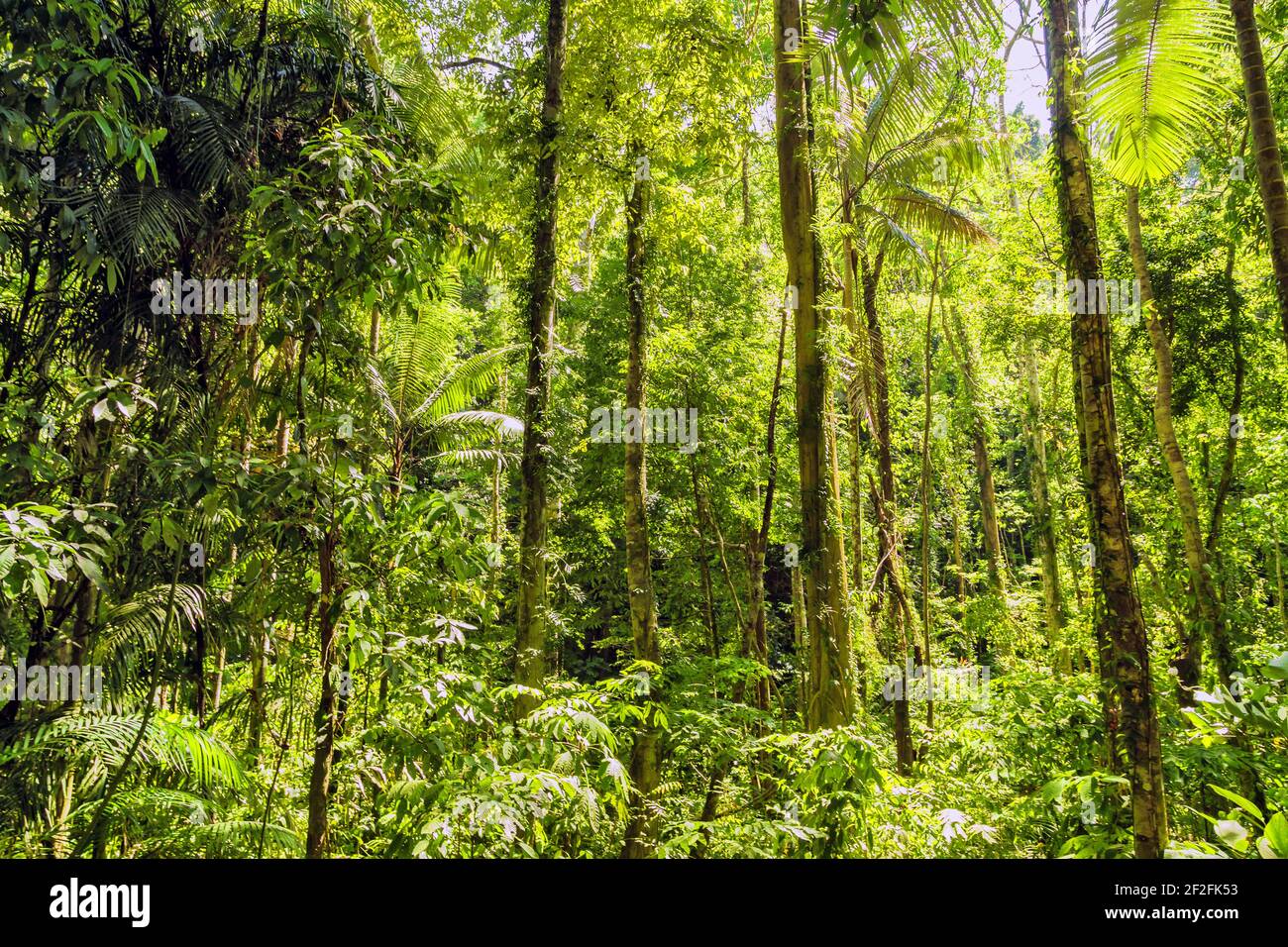 tropical rainforest Jungle forest background wild summer rain forest ...