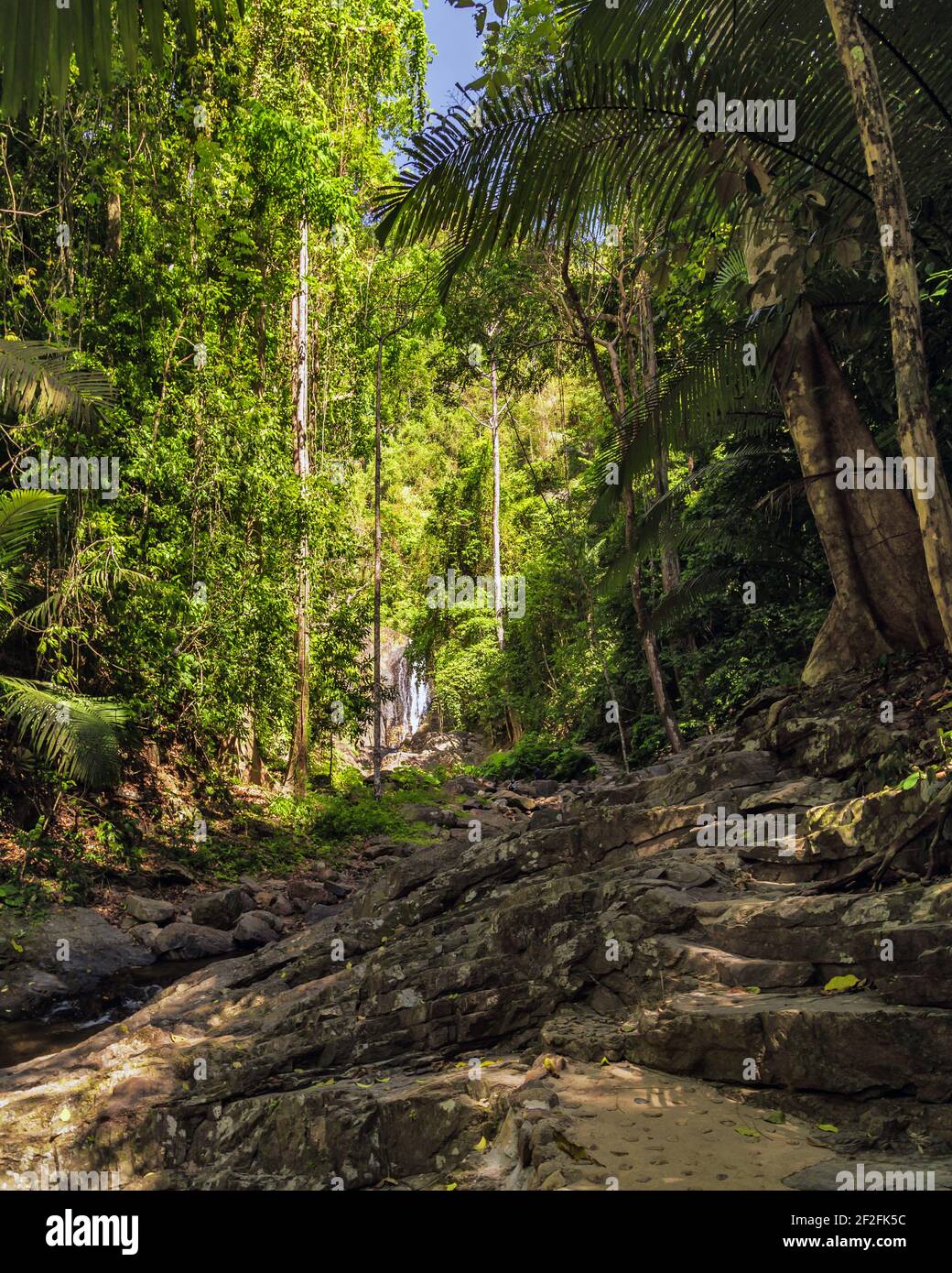 Green Tropical Forest Landscape with Trees and Leaves Stock Photo - Alamy