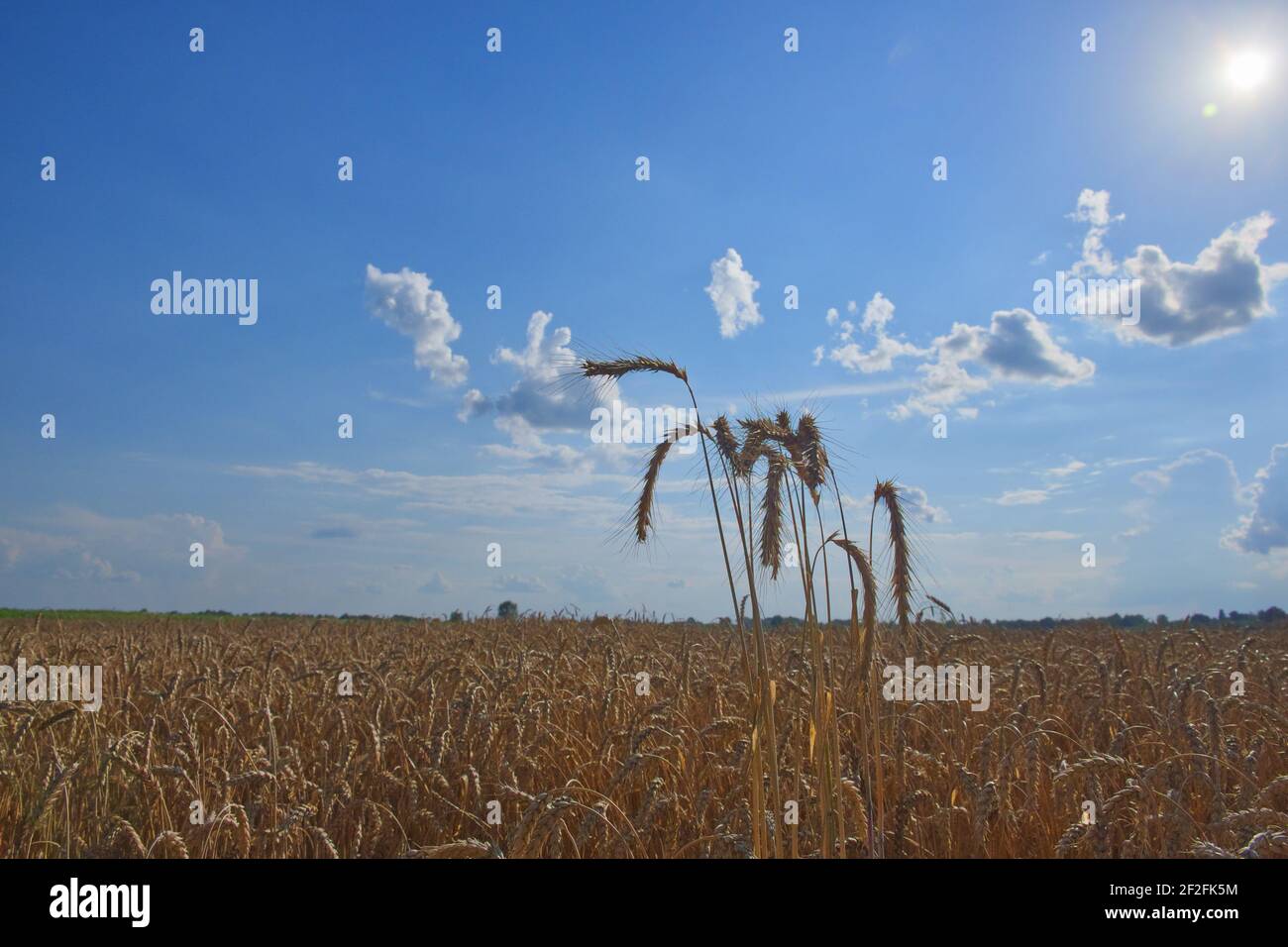 Ripe crops hi-res stock photography and images - Alamy