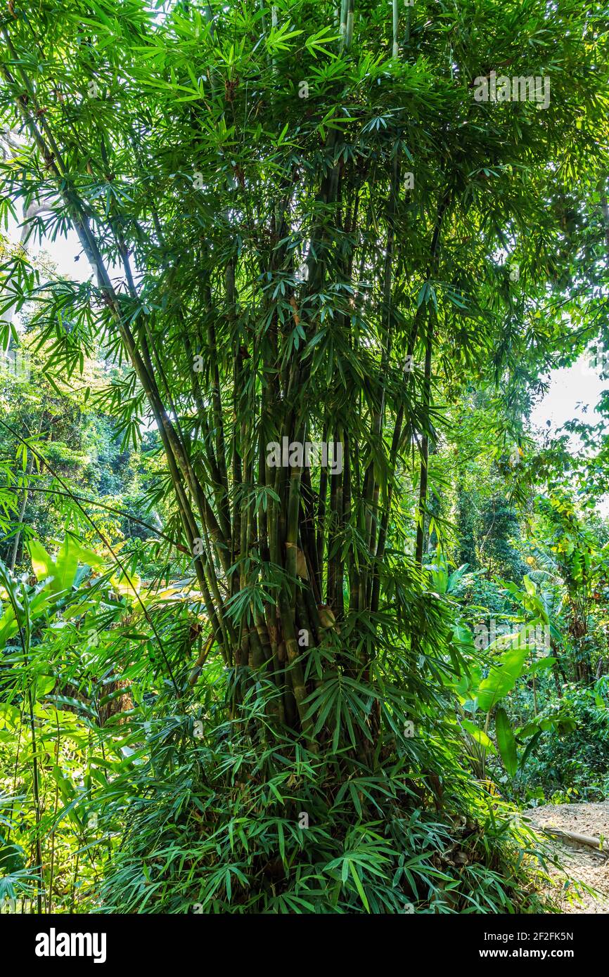 Bamboo trees growing Lush foliage in tropical jungle Stock Photo - Alamy