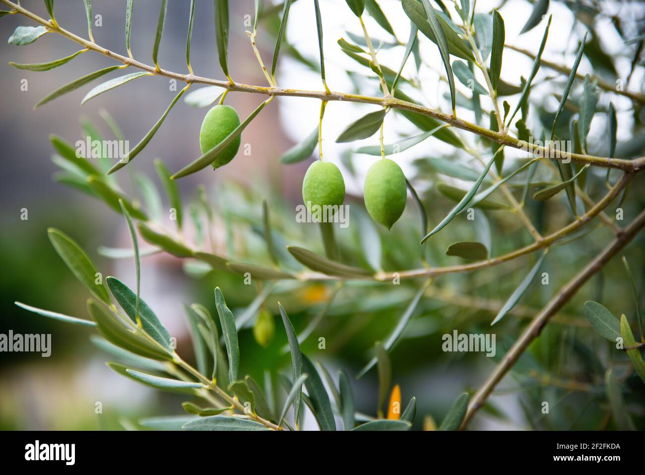 Olive branch with olives Stock Photo - Alamy