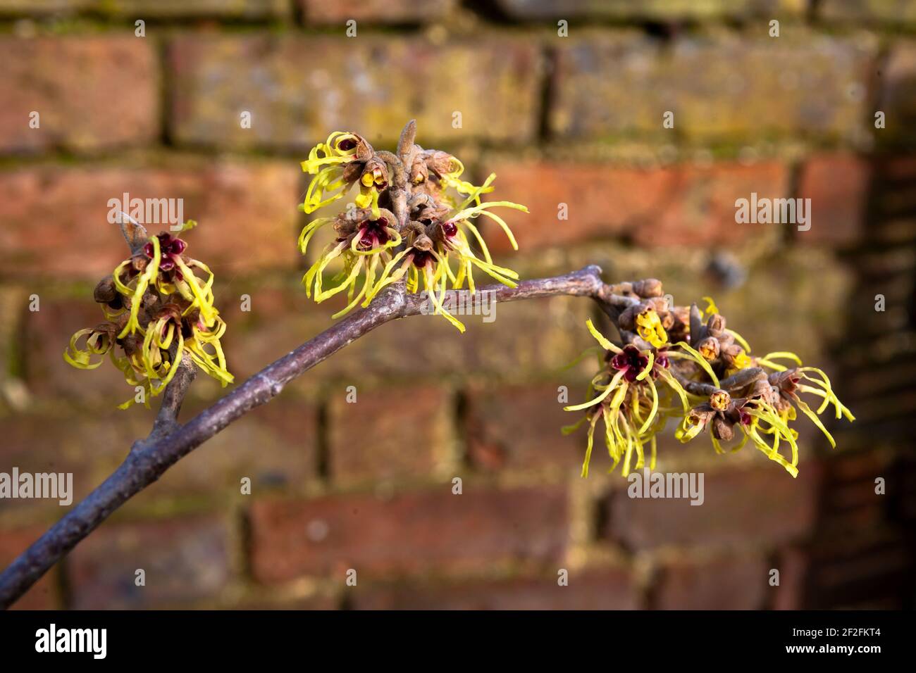 Witch hazel (Hamamelis mollis Pallida) flowering in a southern English ...