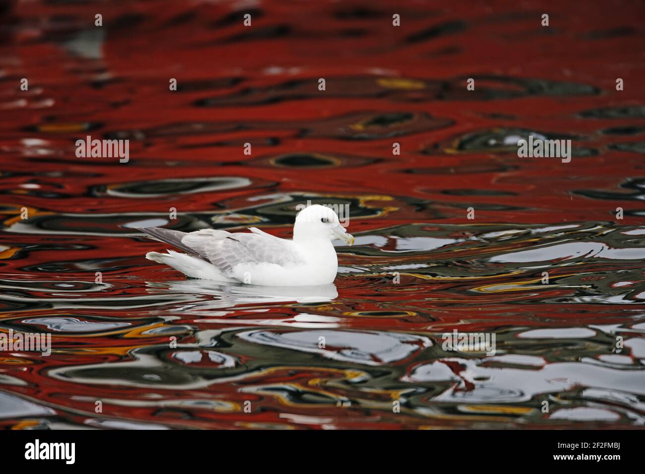 Fulmar - Swimming in water reflecting a red boat Fulmarus glacialis ...