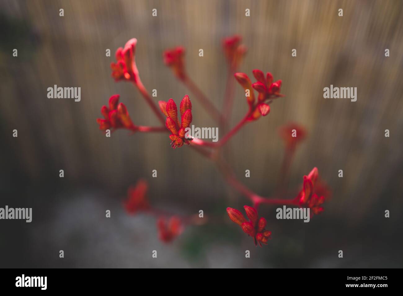 native Australian kangaroo paw Anigozanthos plant with red flowers ...