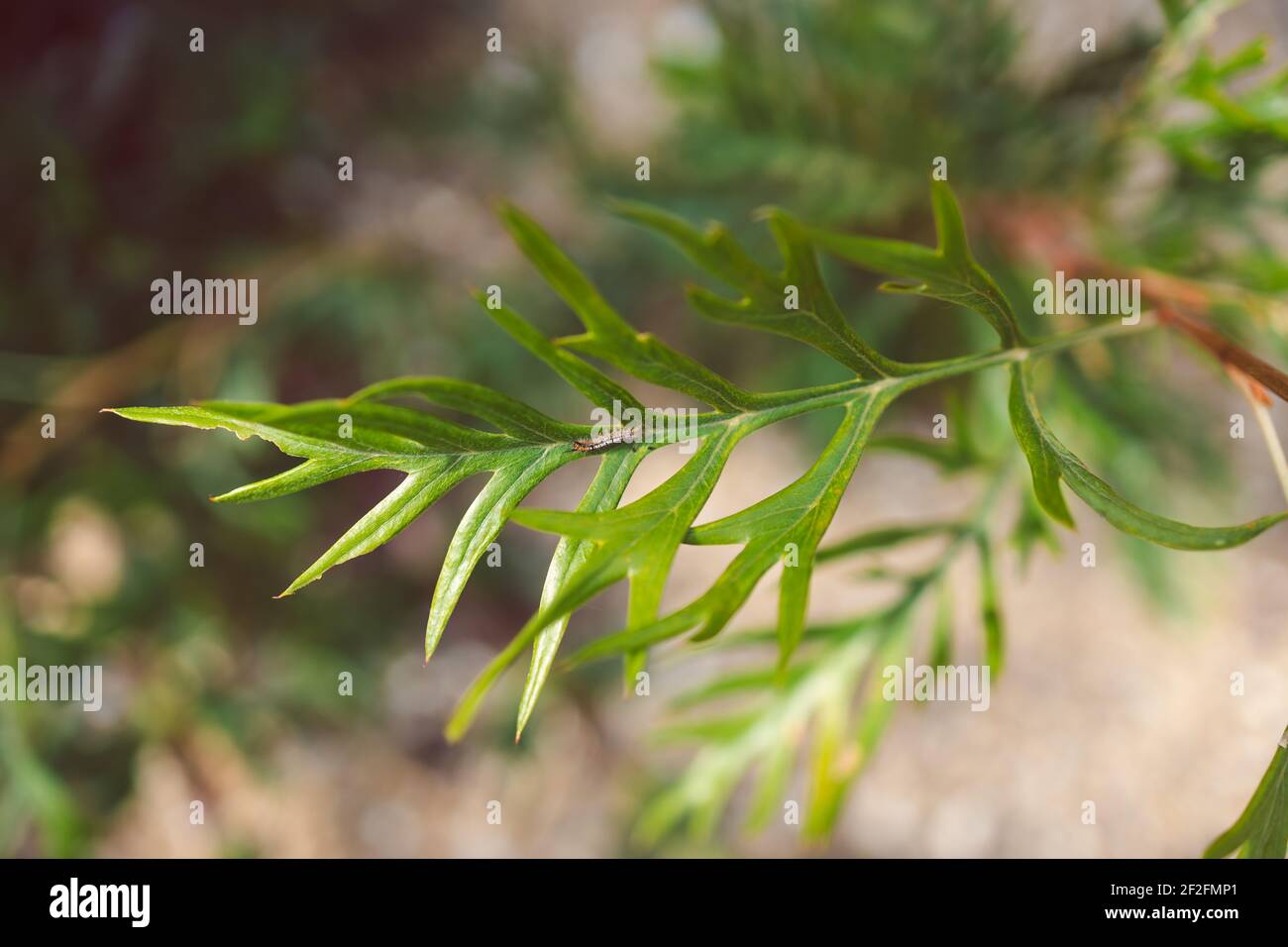 Australian native caterpillar hi-res stock photography and images - Alamy