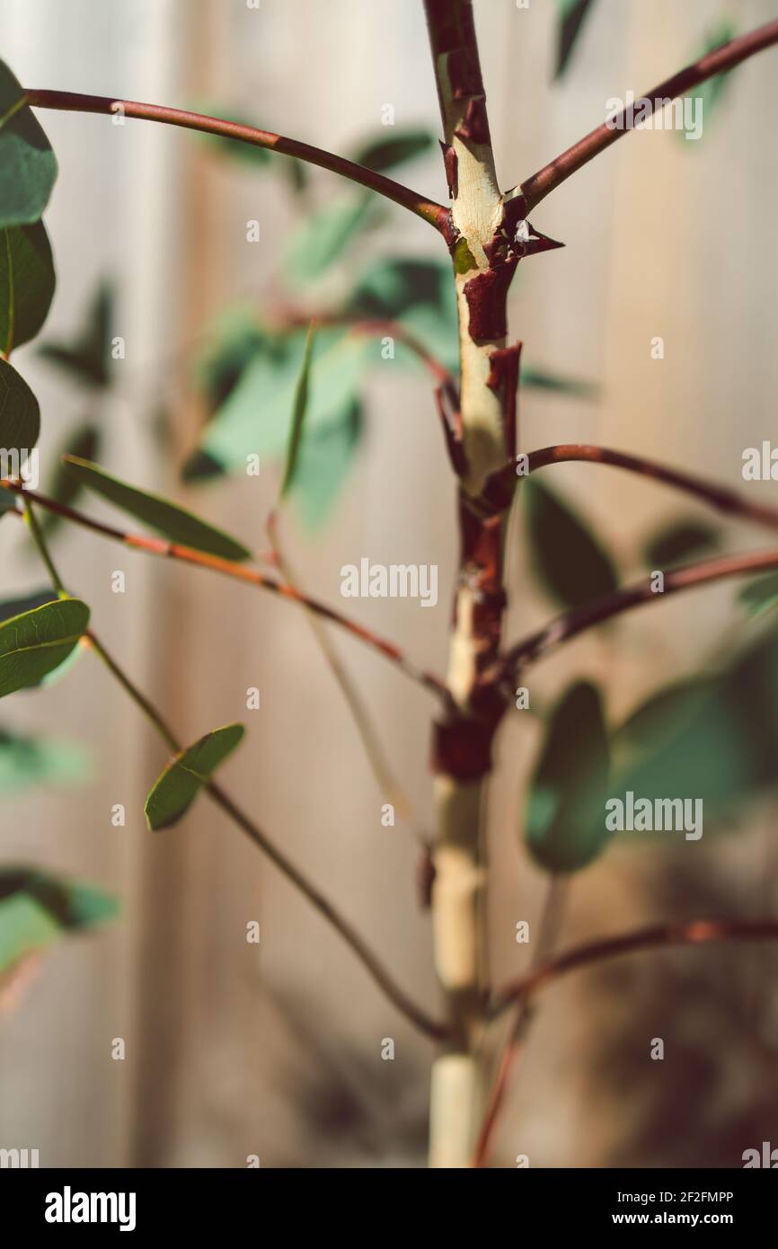 native Australian dwarf gum tree eucalyptus plant outdoor in sunny ...