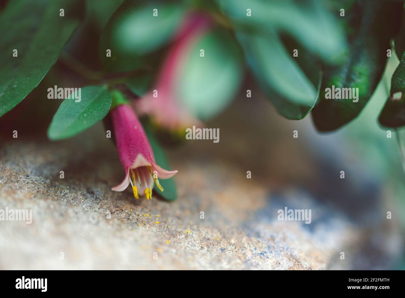 Australian native correa plant with small red flowers in sunny backyard ...