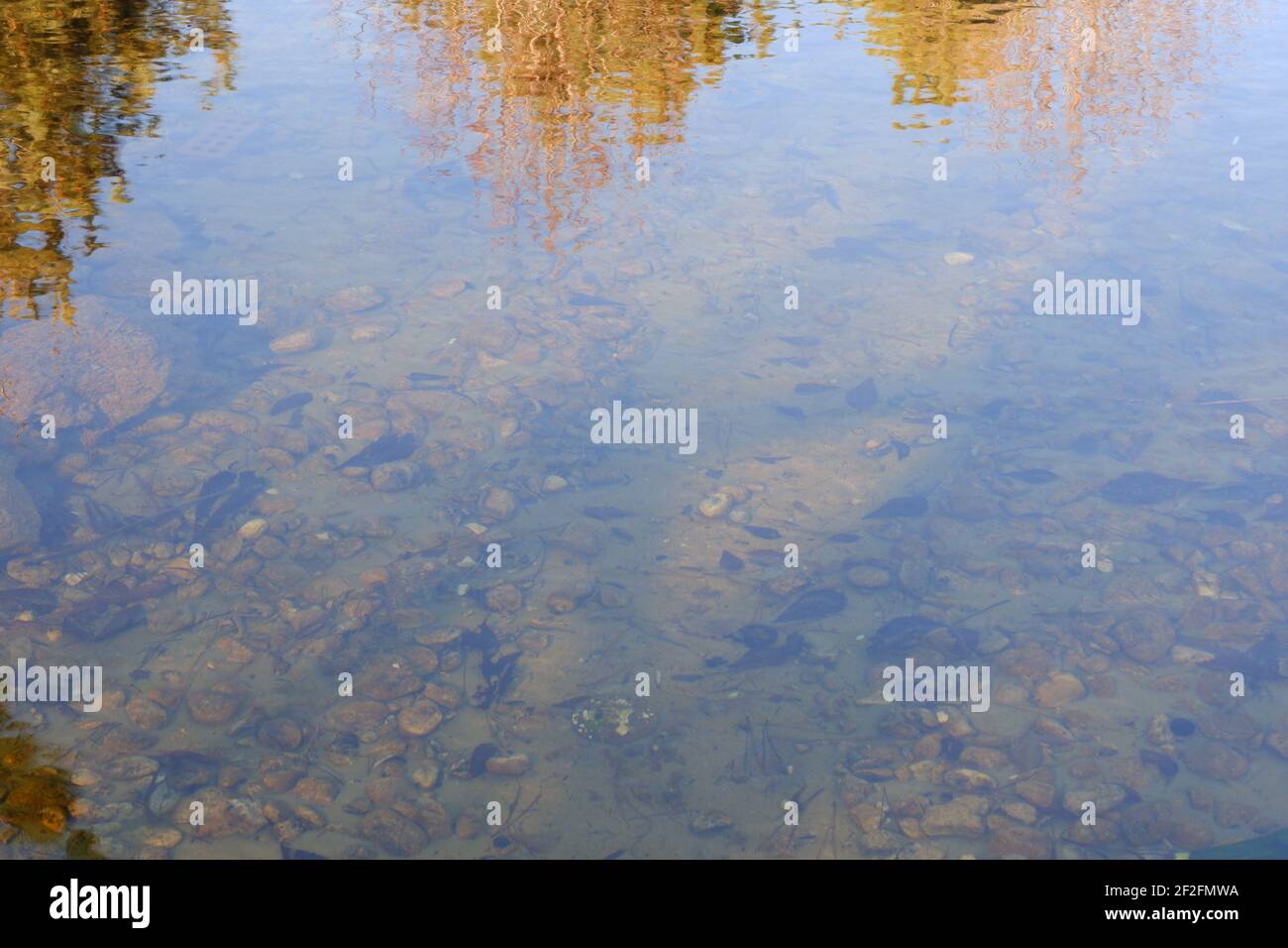 Pebbles underwater reflection trees hi-res stock photography and images ...
