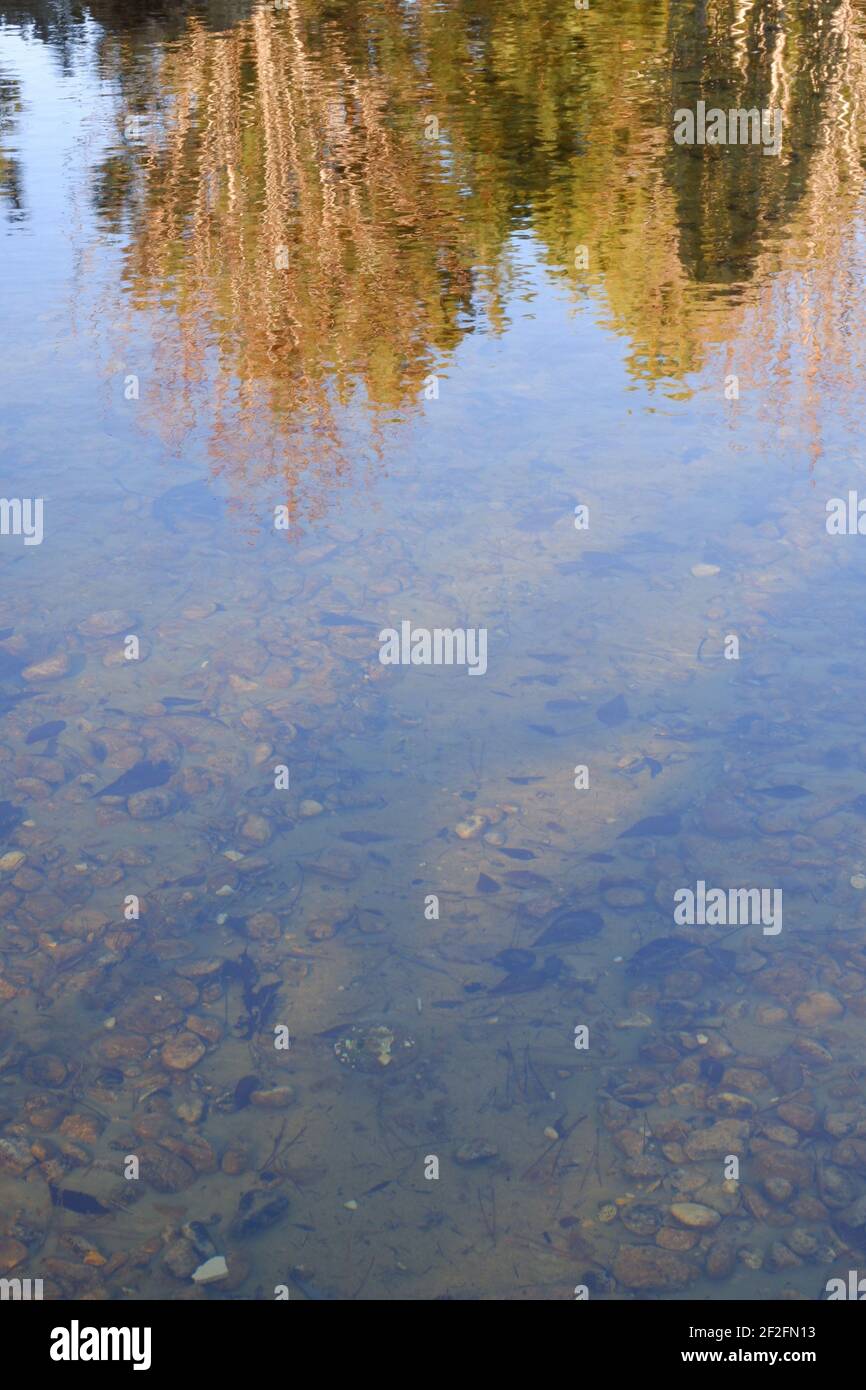 Pebbles underwater reflection trees hi-res stock photography and images ...
