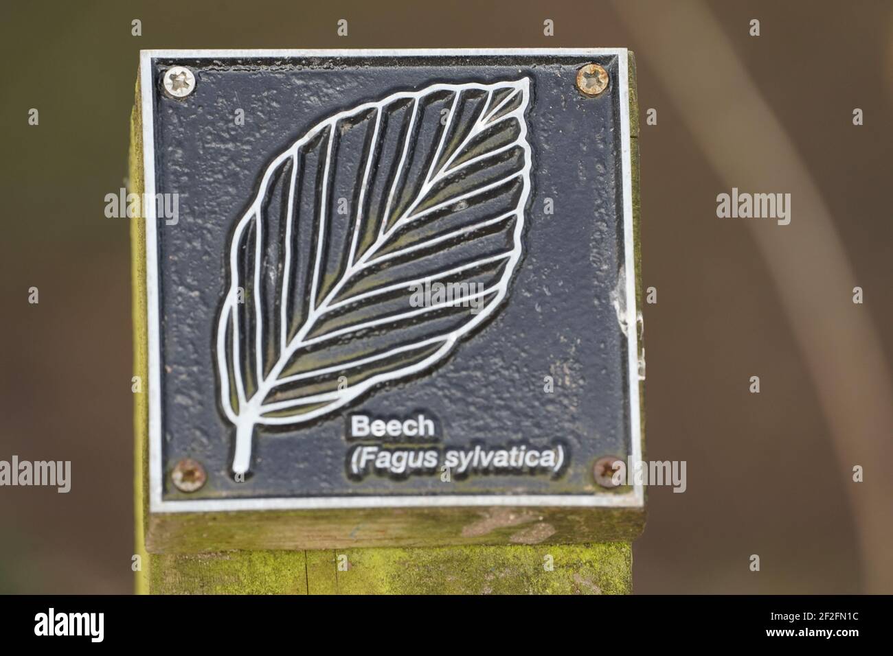 tree identification with common and Latin name, pictorial education ...