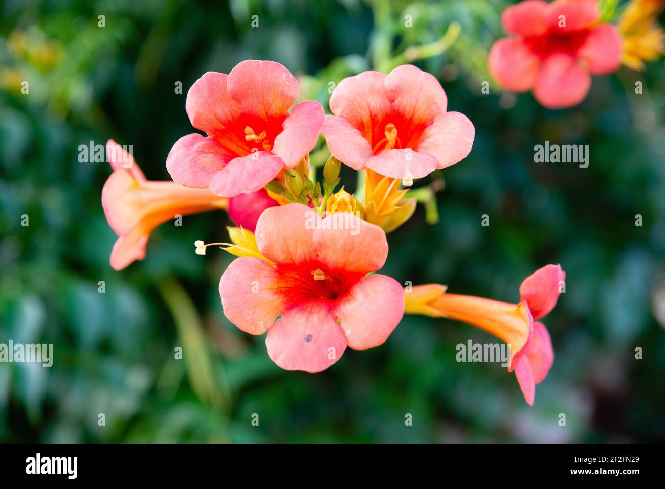Opened blooms hi-res stock photography and images - Alamy