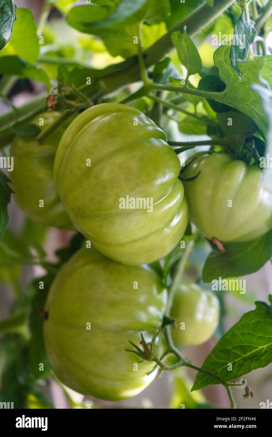 red round Tomatoes Solanum Lycopersicum for a salad or a soup Stock ...