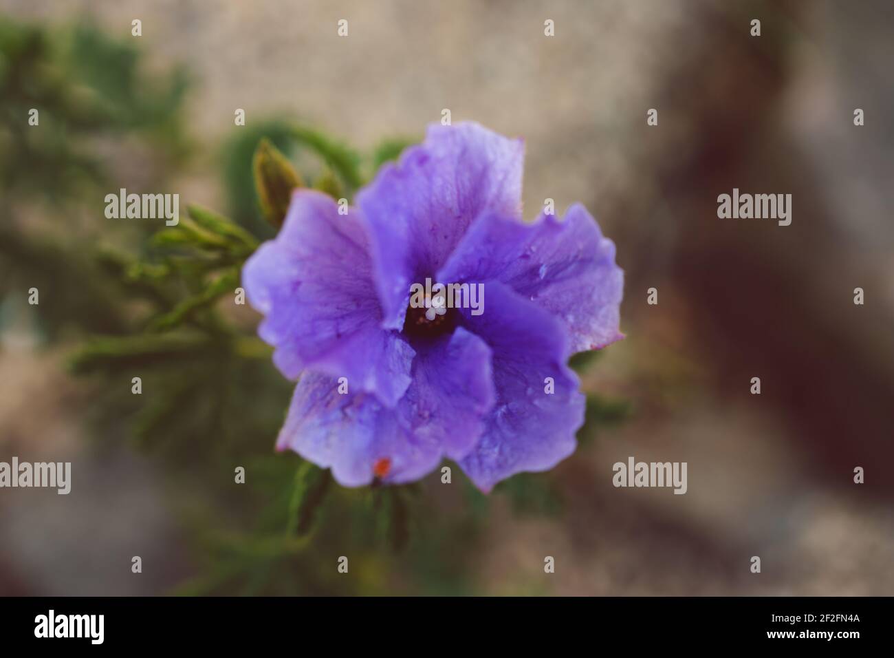 Australian native hibiscus with purple flowers outdoor in sunny ...