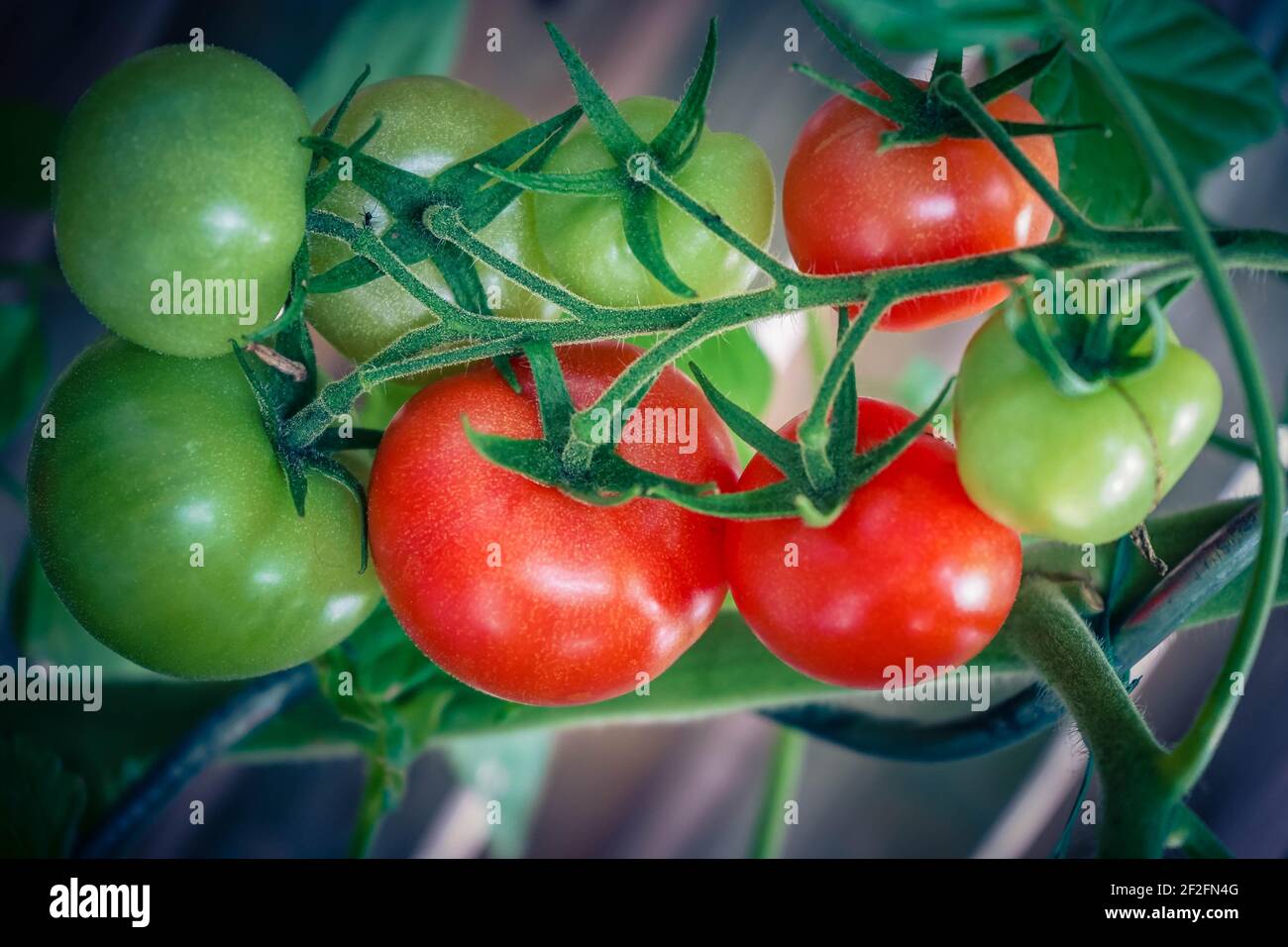 red round Tomatoes Solanum Lycopersicum for a salad or a soup Stock ...