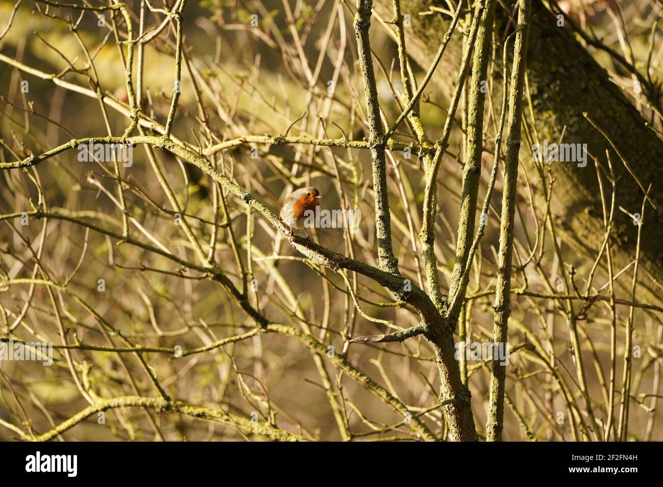 Tree with red breasted Robin in striking sunlight Stock Photo - Alamy