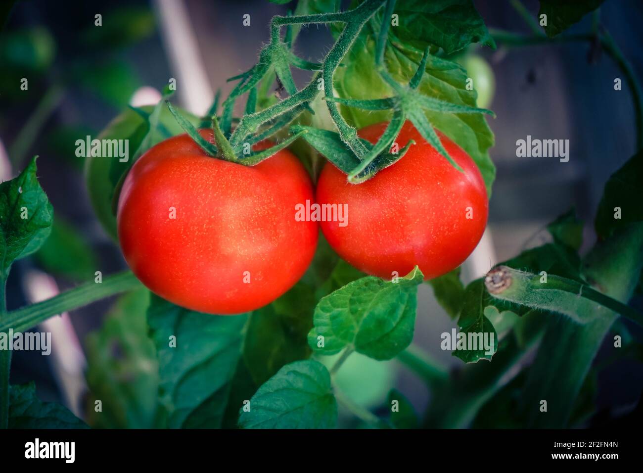 red round Tomatoes Solanum Lycopersicum for a salad or a soup Stock ...