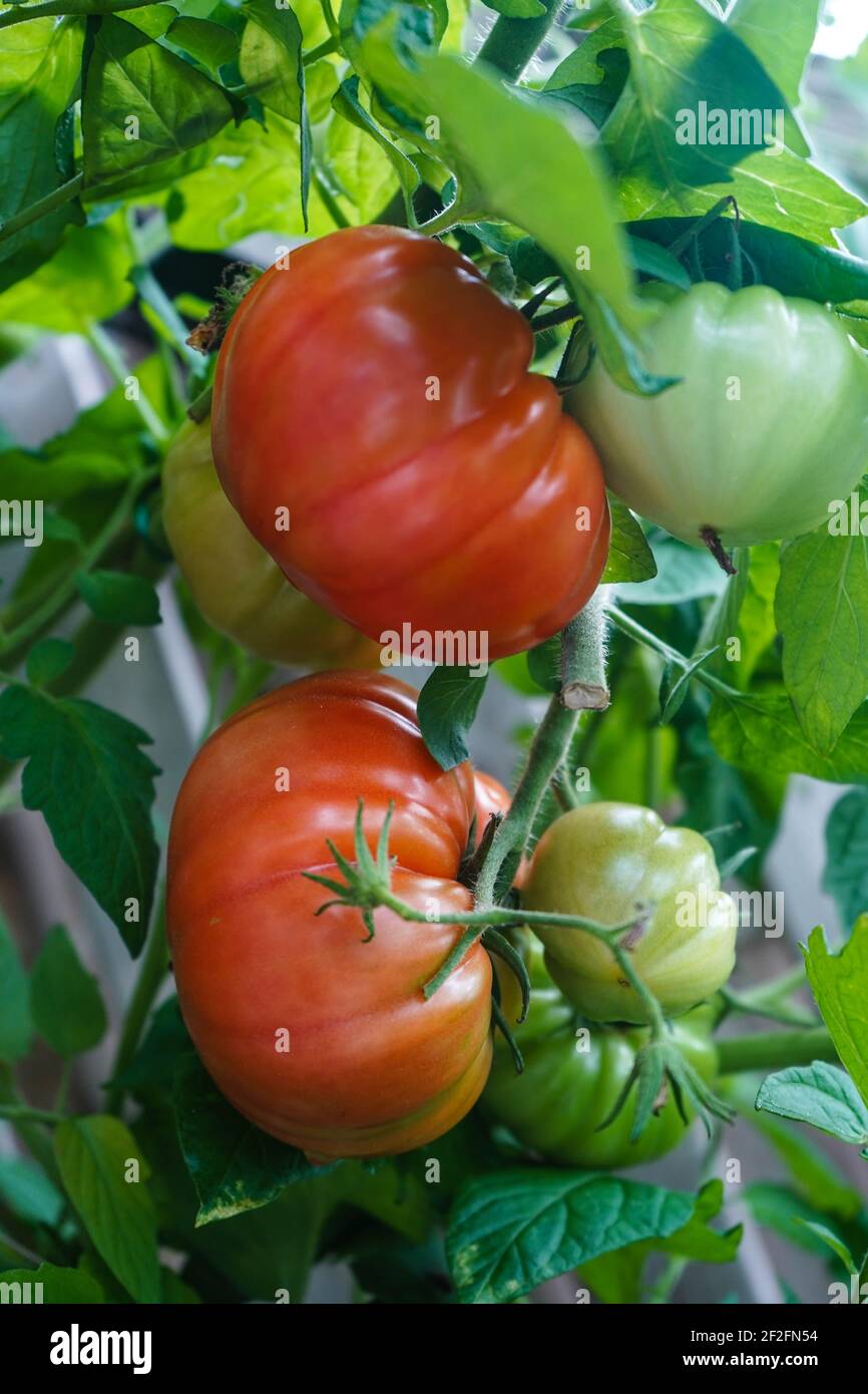 red round Tomatoes Solanum Lycopersicum for a salad or a soup Stock ...
