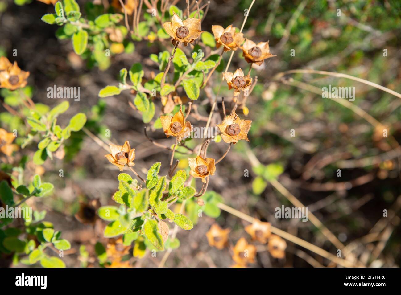 Sere flowers hi-res stock photography and images - Alamy