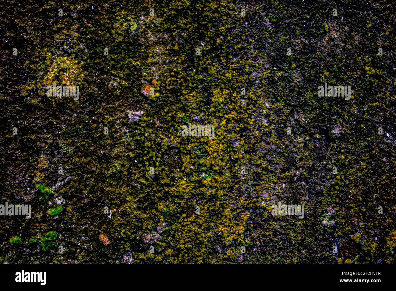 Old algae deposited walls. Can be used as background or texture Stock ...