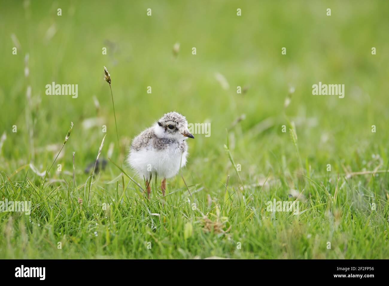 Baby plover hi-res stock photography and images - Alamy
