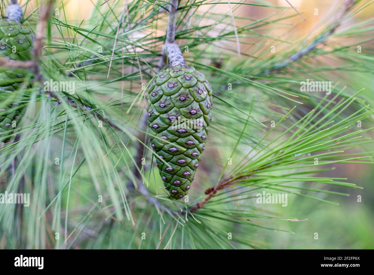 Greek pine cones Stock Photo - Alamy
