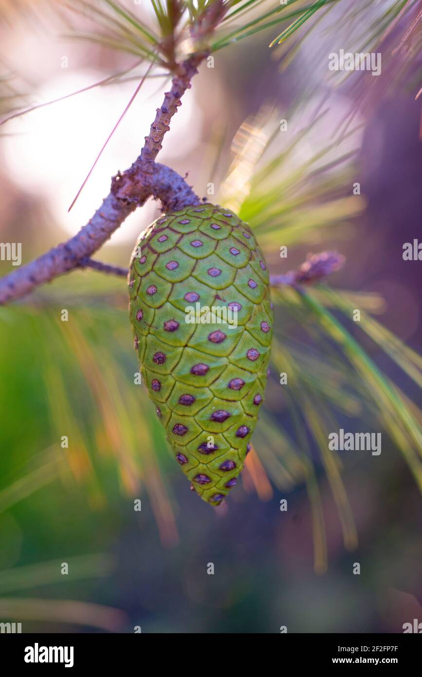 Greek pine cones Stock Photo - Alamy