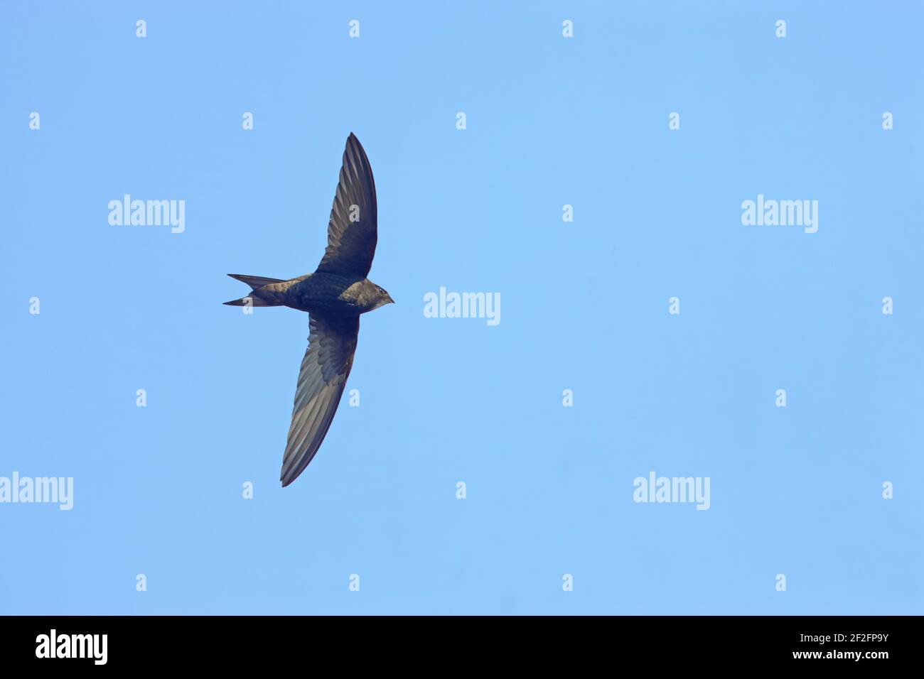 Common swift flying hi-res stock photography and images - Alamy