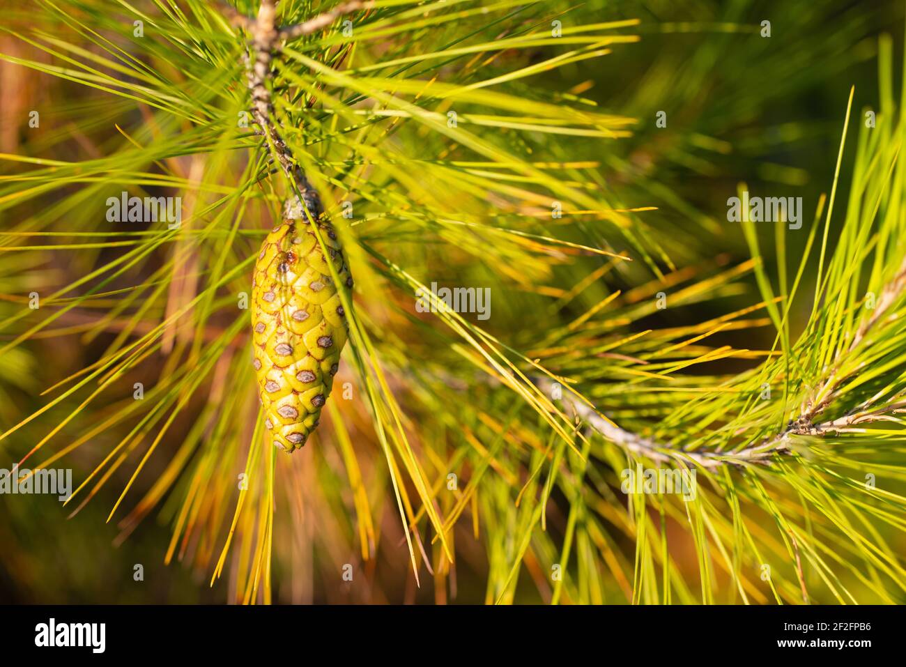 Greek pine cones Stock Photo - Alamy