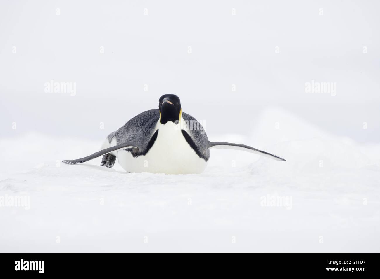 Emperor Penguin - Tobogganing over snow Aptenodytes forsteri Snow Hill ...